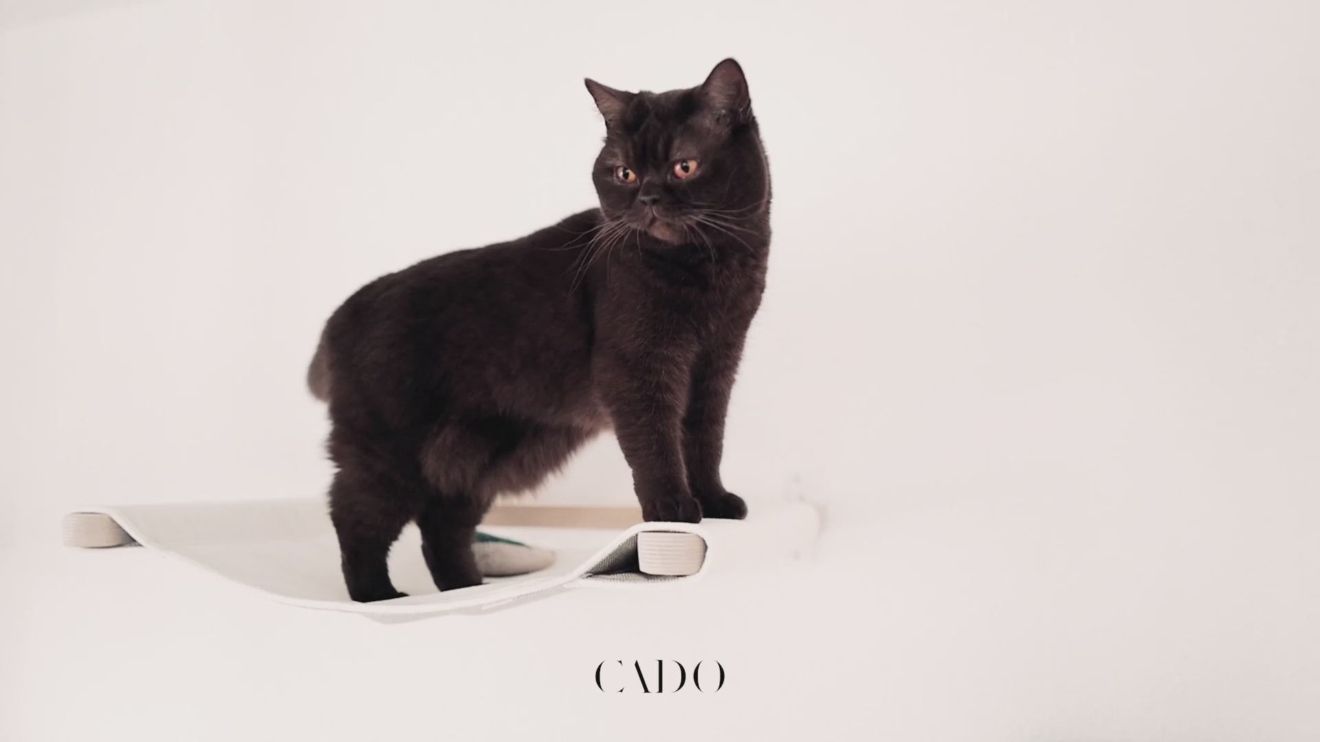 Natur Kratzbaum aus Holz: Robust und stilvoll zugleich – CADO